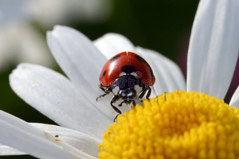 Ladybird in Flower Oleander Stock Image - Image of eukaryotic, creature ...