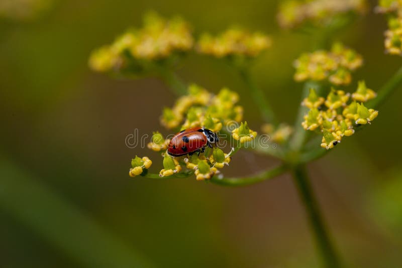 Ladybird on a flower stock photo. Image of green, wildflower - 187931062