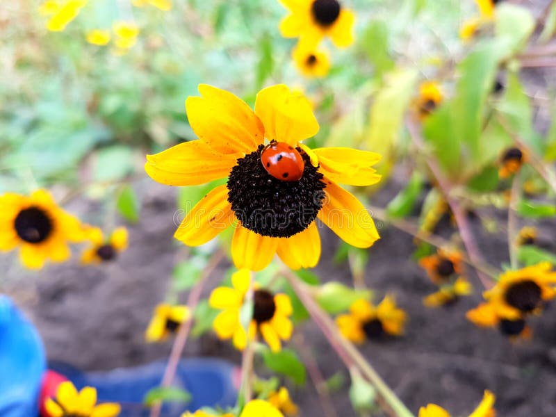 Ladybird stock image. Image of yellow, ladybird, flower - 78495221