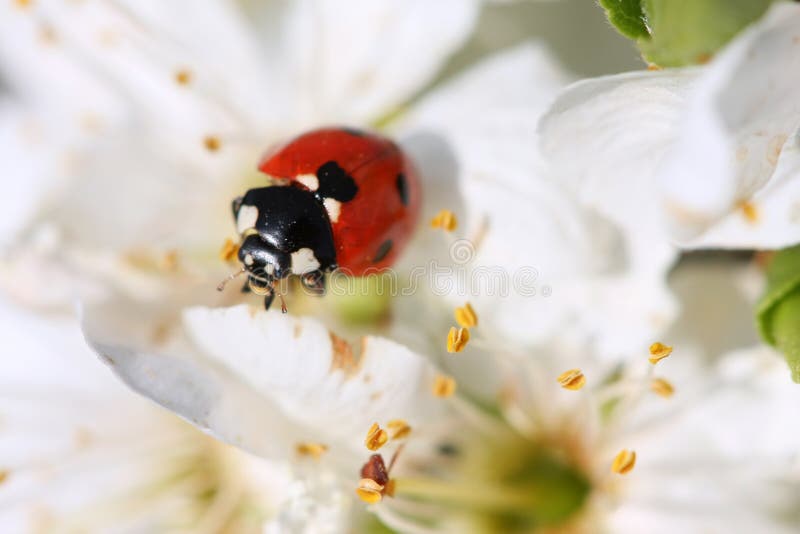 Ladybird on a flower stock photo. Image of white, pollen - 8816394