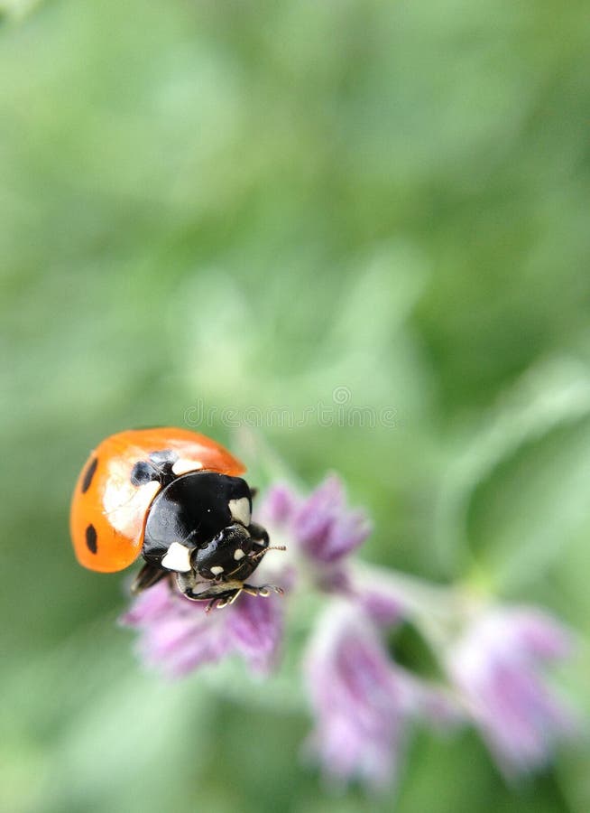 Ladybird on a flower stock photo. Image of ladybug, macro - 74408716