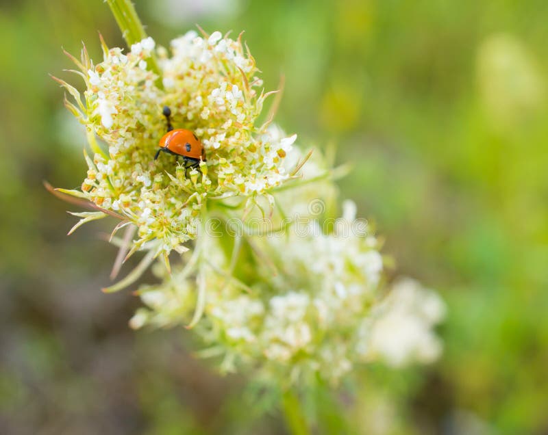 Ladybird on flower stock photo. Image of flower, plant - 44767078