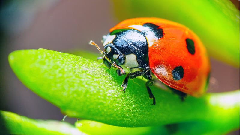 Ladybird on a flower leaf stock image. Image of animal - 110877931
