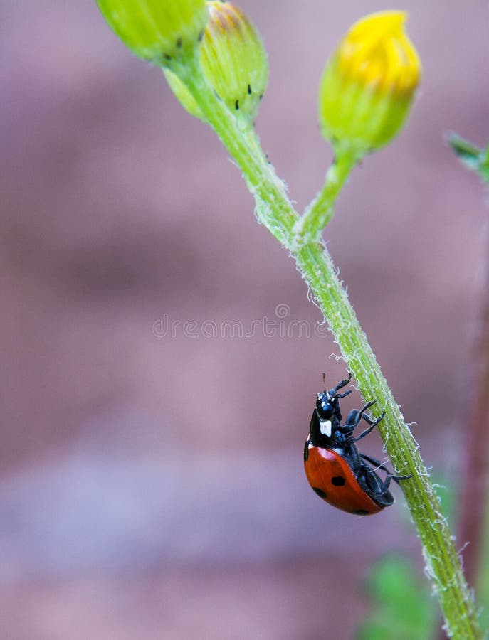 Ladybird in Flower Oleander Stock Image - Image of eukaryotic, creature ...