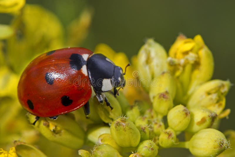 Ladybird on flower stock photo. Image of spot, outdoors - 92309194