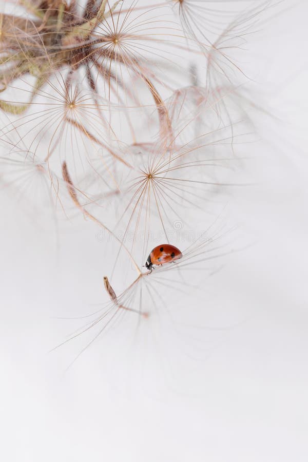 Ladybird on Fluffy Dandelion on Light Background Stock Photo - Image of ...