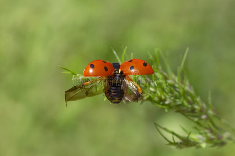 Ladybird Flying Off Green Plant Stock Photo - Image of grass, black ...