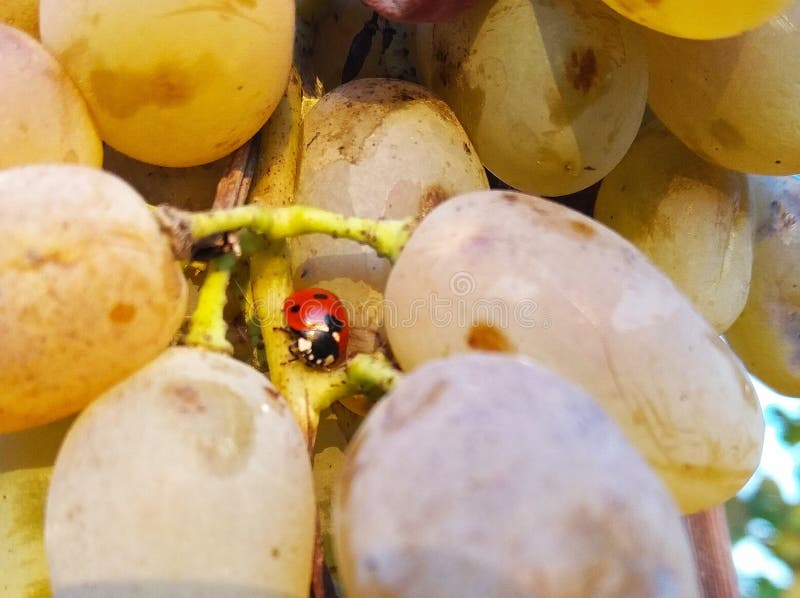 Ladybird stock photo. Image of ladybird, insect, autumn - 130886488