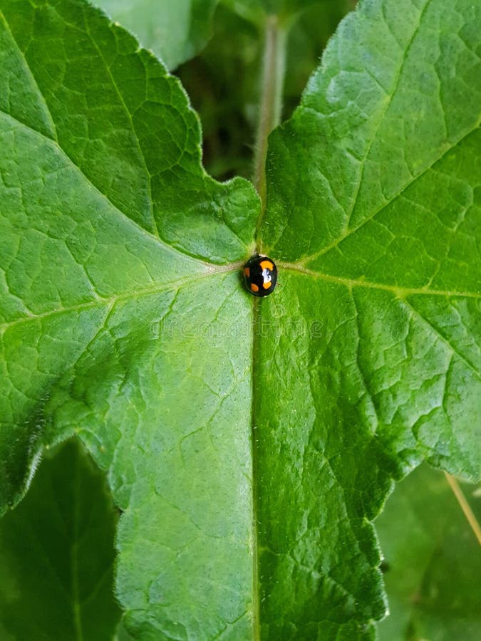 Ladybird on green leaf stock photo. Image of tree, moth - 188864610