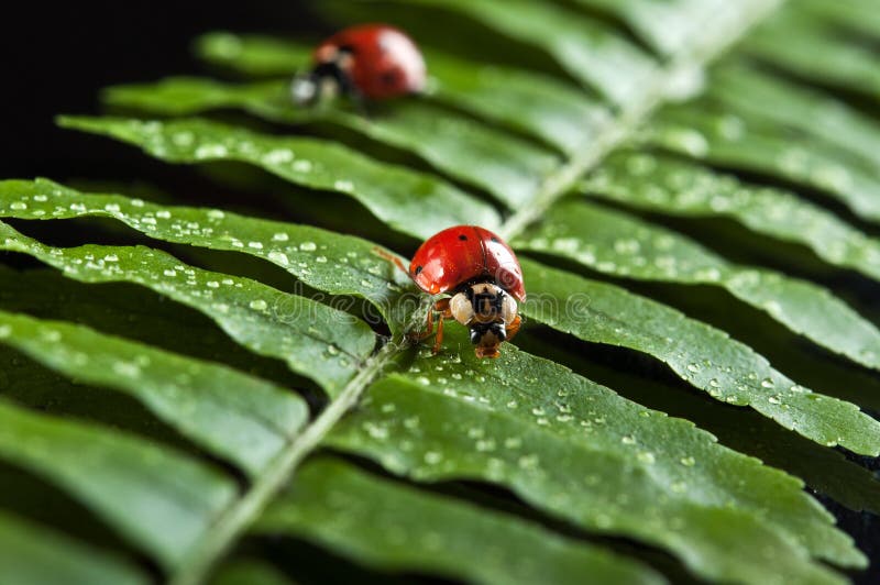Ladybird on green leaf stock image. Image of beauty, macro - 22023295