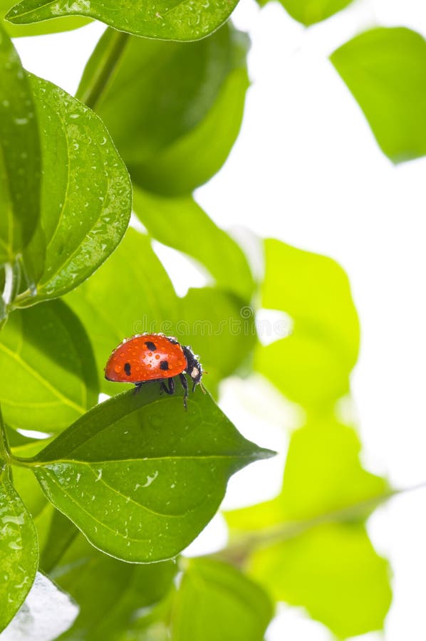 Ladybird on leaf stock image. Image of natural, green - 3171713