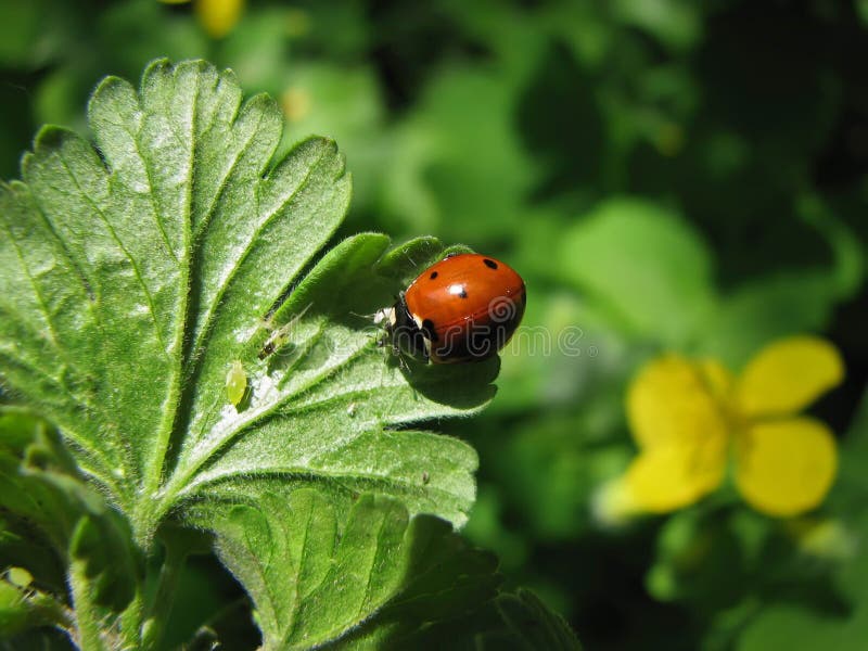 Ladybird Eating Greenfly Stock Photos - Free & Royalty-Free Stock ...
