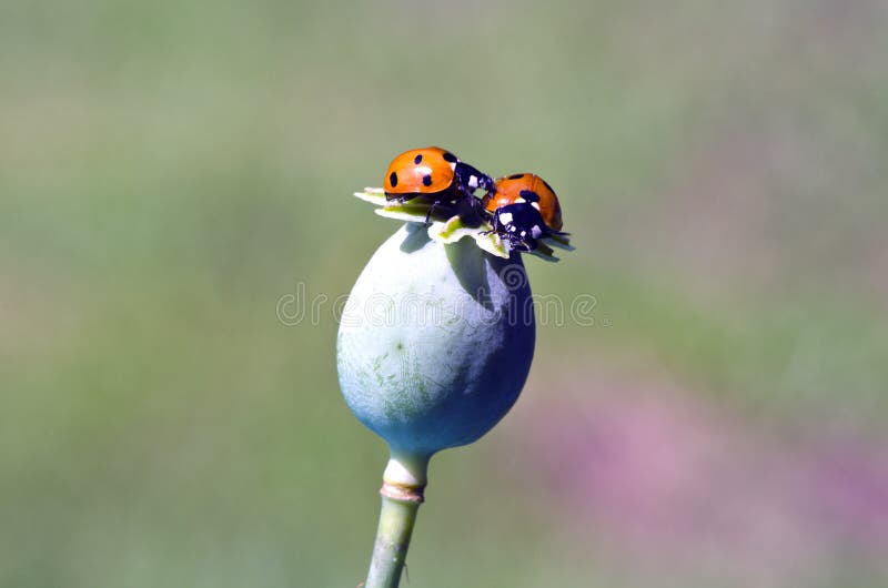 Ladybird on Green Poppy Seed Box Stock Image - Image of garden, close ...
