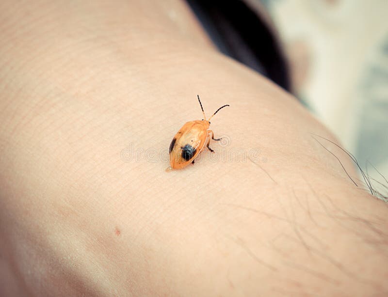Ladybird Insect Feces on the Skin Stock Image - Image of bird, animal ...