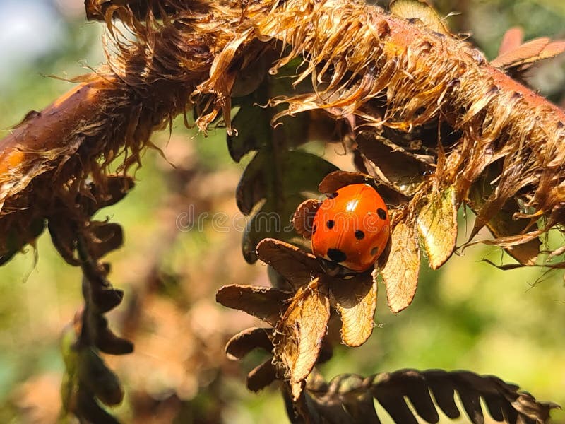Ladybird lady bug stock image. Image of lady, animal - 216140273