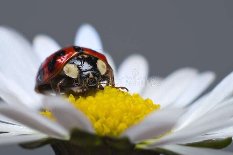 Ladybird or Ladybug on a Daisy Stock Photo - Image of detail, macro ...