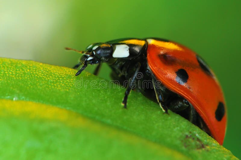 Ladybird or Ladybug on Green Leaf Stock Photo - Image of macro, bird ...