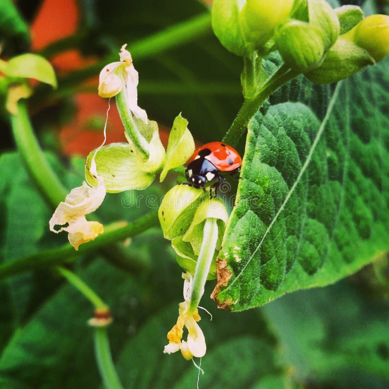 A ladybird / ladybug stock photo. Image of plants, ladybug - 44601354