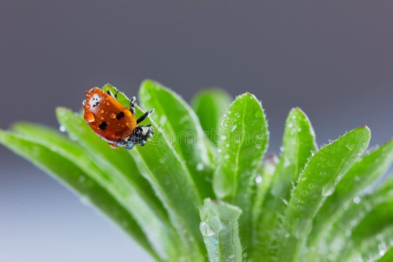 Ladybird or Ladybug in Water Drops Stock Image - Image of harmony ...