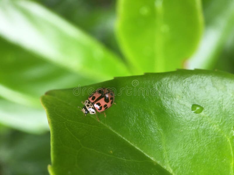 Ladybird on leaf stock image. Image of natural, green - 3171713