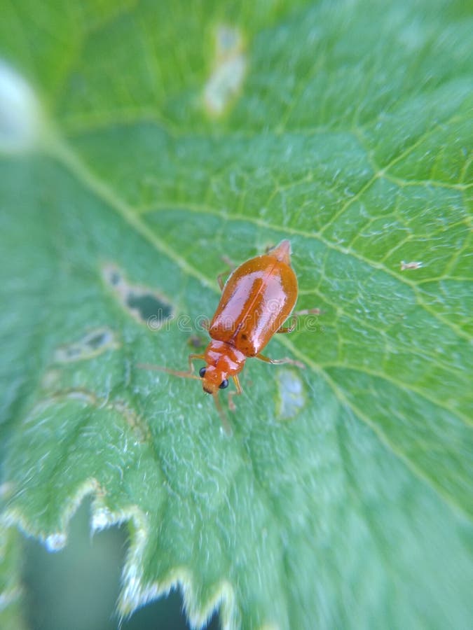 Ladybird on leaf stock image. Image of natural, green - 3171713