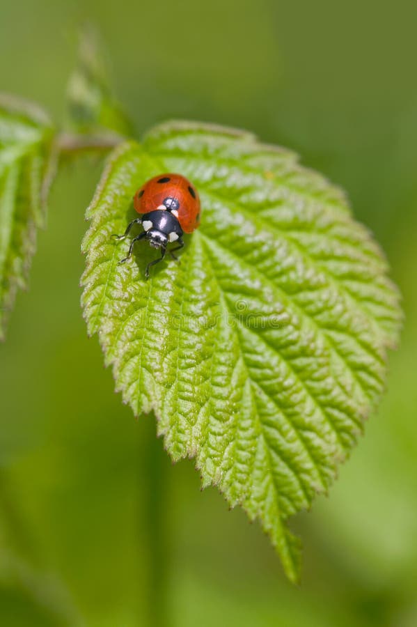 Ladybird on a leaf stock photo. Image of coccinella, seven - 2637902