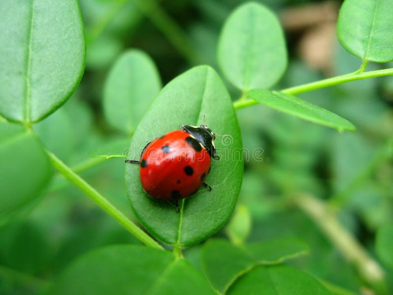 Ladybird on leaf stock image. Image of natural, green - 3171713