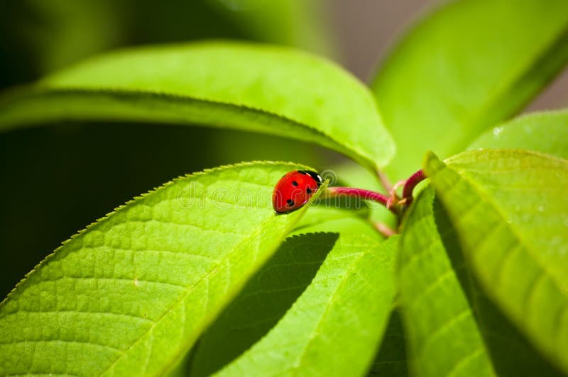 Ladybird on leaf stock photo. Image of close, environment - 4404818