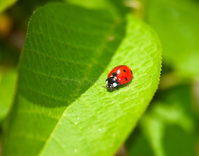 Ladybird on leaf stock photo. Image of close, environment - 4404818