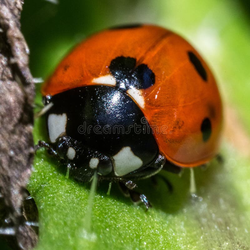 Ladybird on a leaf stock photo. Image of wildlife, entomology - 91203246