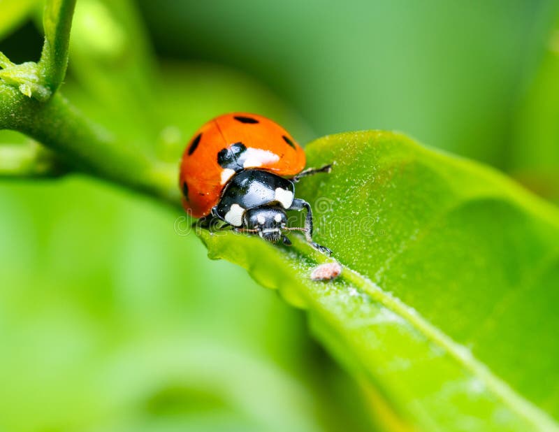 Ladybird on leaf stock photo. Image of life, environment - 145563758