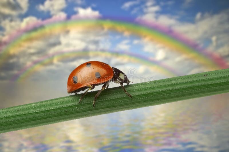 Ladybird on leaf stock image. Image of beautiful, flora - 13780439