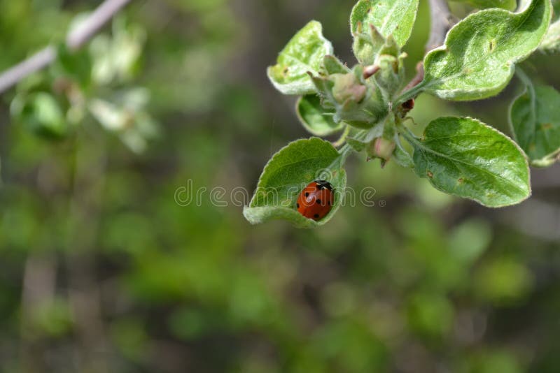 Ladybird on leaf stock photo. Image of nature, branch - 45274040