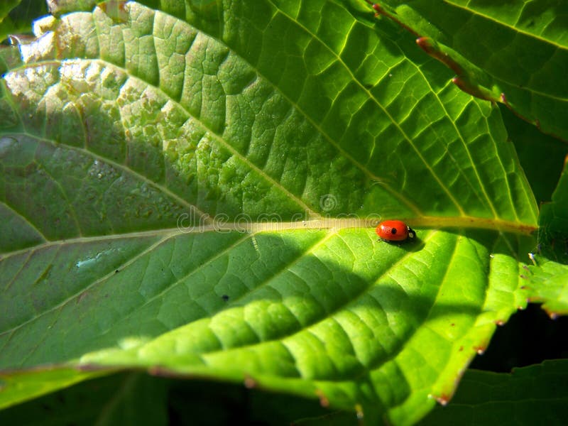 Ladybird on a leaf stock image. Image of coccinellidae - 53848471