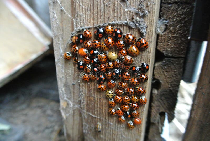Ladybird nest stock image. Image of ladybirds, wildlife - 45132095
