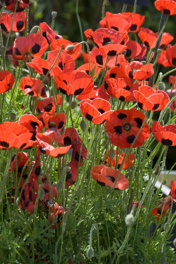 Ladybird Poppies Papaoer Commutatum Stock Photo - Image of spot ...