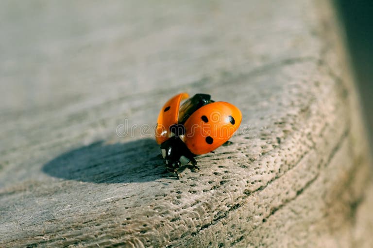 220 Take Off Live Earth Stock Photos - Free & Royalty-Free Stock Photos ...