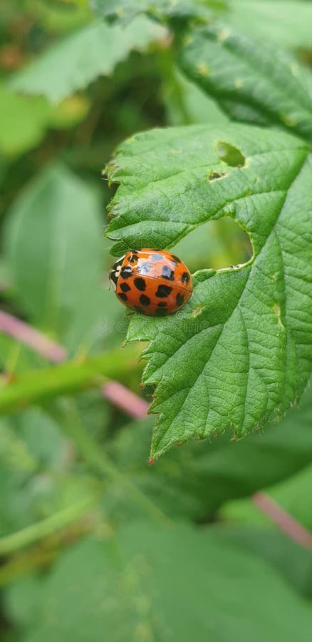 Ladybird resting on a leaf stock photo. Image of ladybird - 230126736