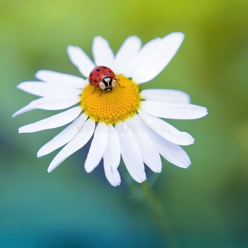 Ladybird stock image. Image of white, spots, ladybird - 56360833