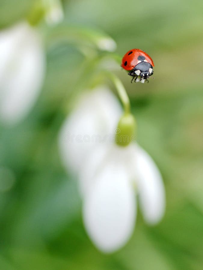 Ladybird and spring flower stock image. Image of animal - 29362321