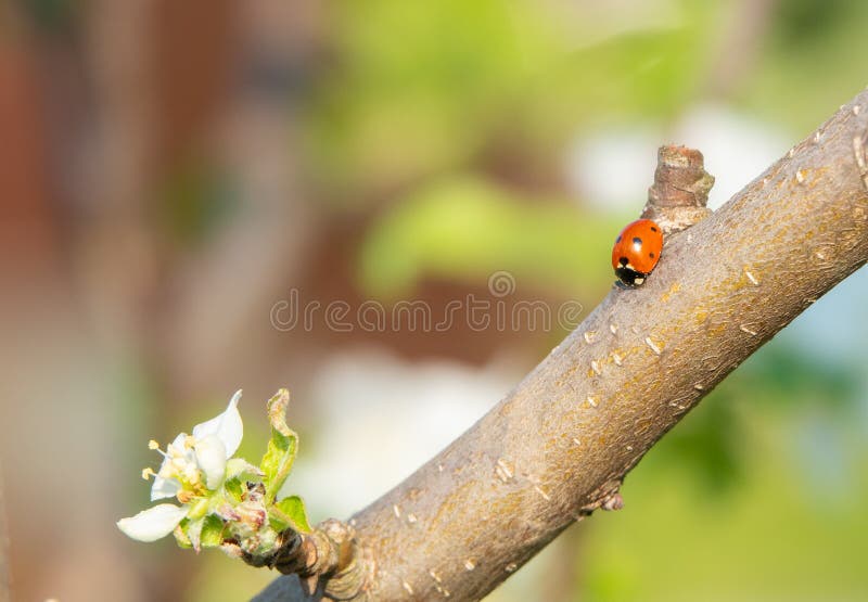 Ladybird on Spring Leaf in the Garden on Trees. Stock Image - Image of ...