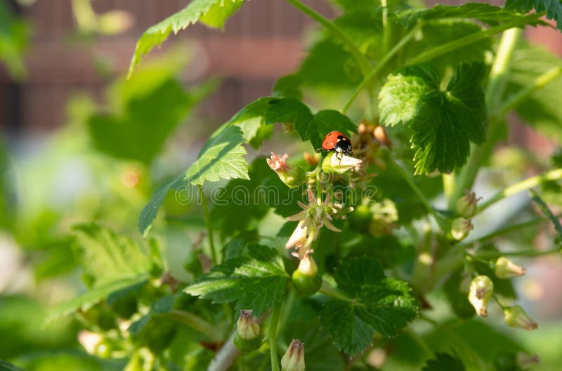 Ladybird on Spring Leaf in the Garden on Trees. Stock Photo - Image of ...