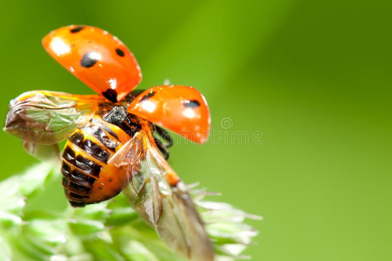 Lady-bugs colony stock photo. Image of event, meeting, celebration - 159750