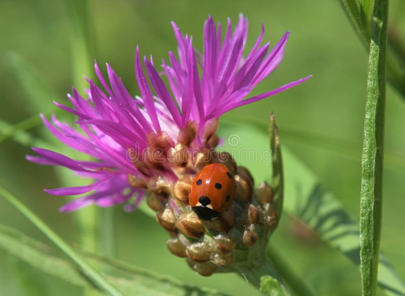 Ladybird on thistle flower stock image. Image of summer - 75161665