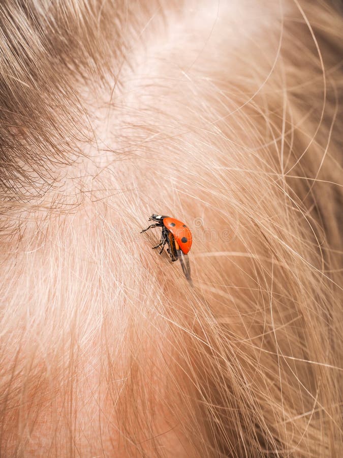 Ladybird Walking in a Persons Hair Stock Photo - Image of insect ...