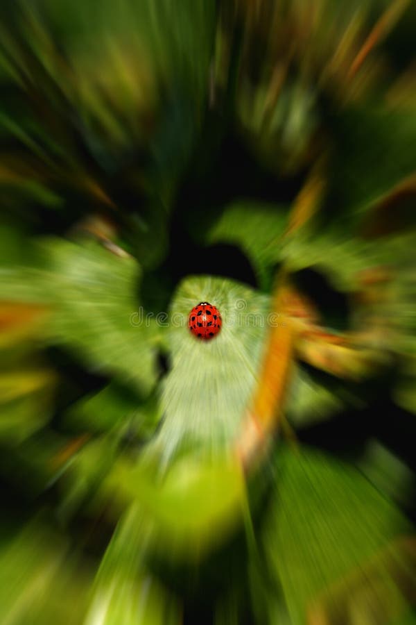 Ladybird Zoom stock photo. Image of marco, black, background - 5095930