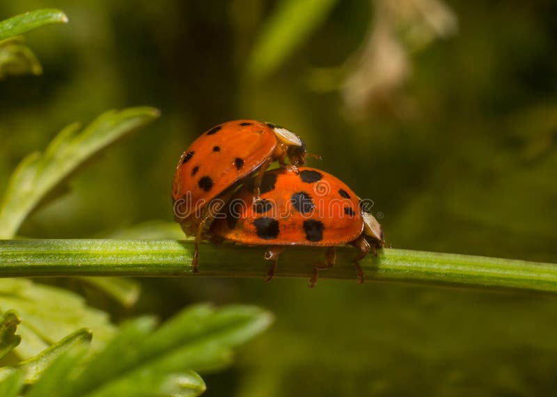 Ladybirds ladybugs stock image. Image of ladybird, luck - 41850027