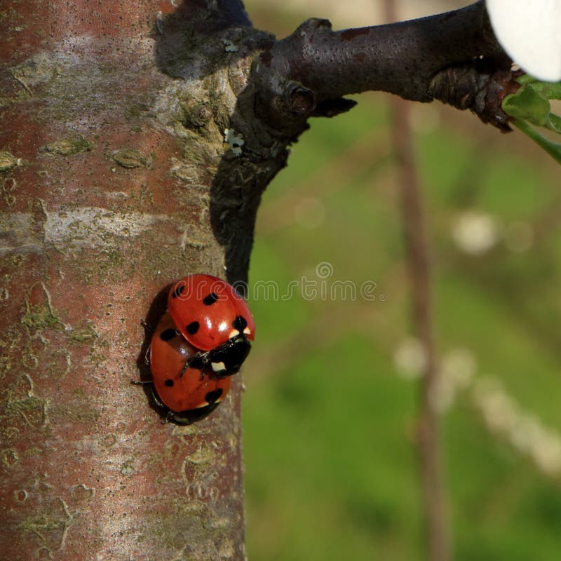 Ladybirds Rejoice at the Beginning of Spring Stock Photo - Image of ...