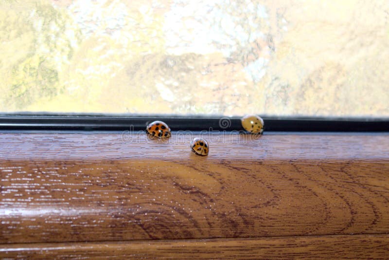 Spring window stock photo. Image of spring, interior, wooden - 682864