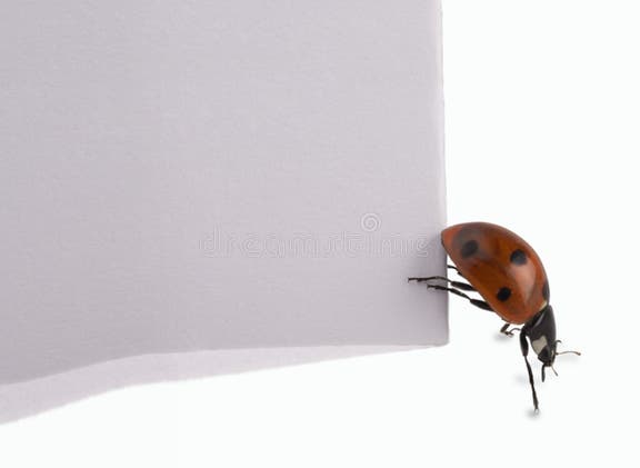 Ladybug stock image. Image of beetle, rice, empty, spot - 10617677